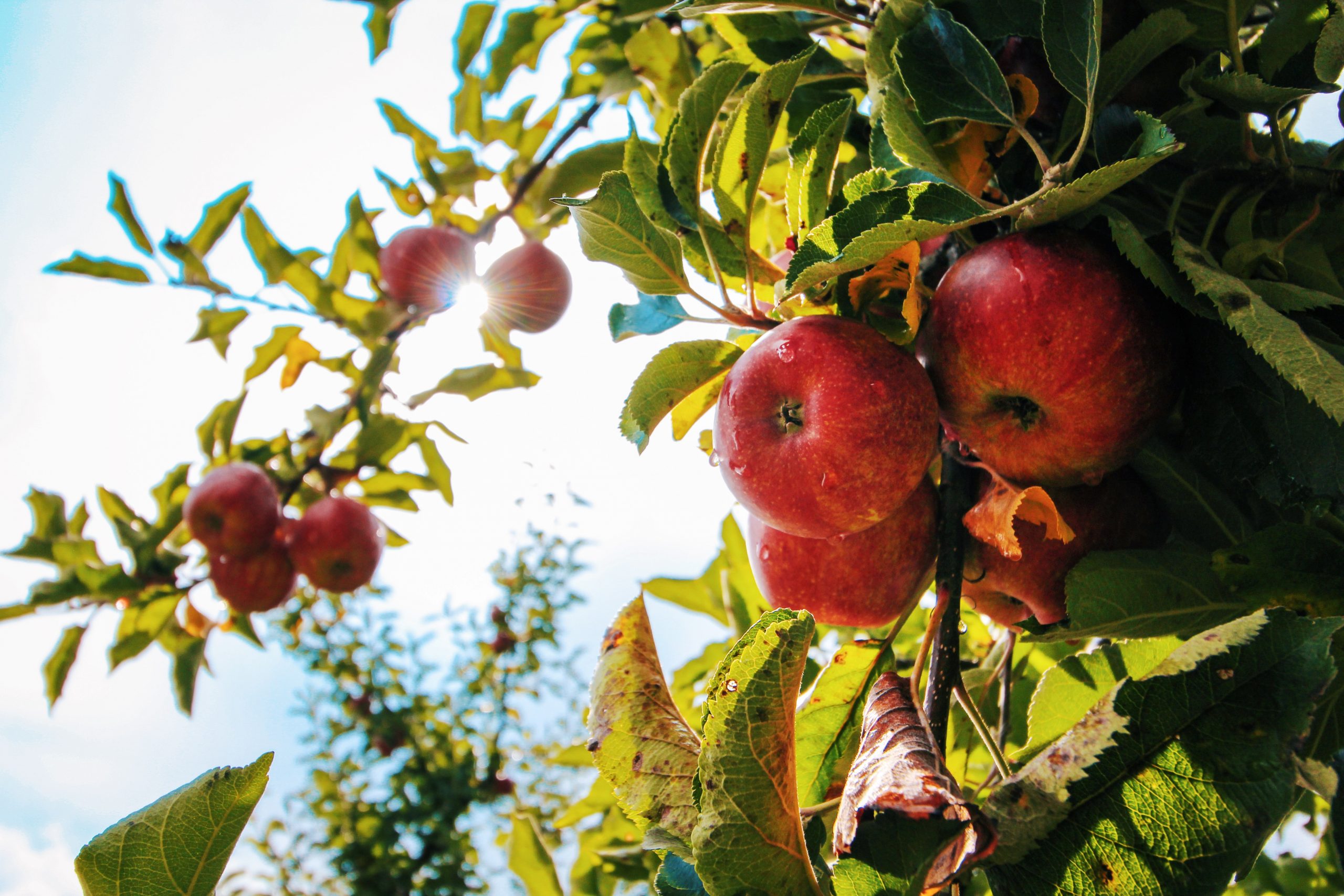 Which Apples Makes the Best Applesauce | The Canning Diva